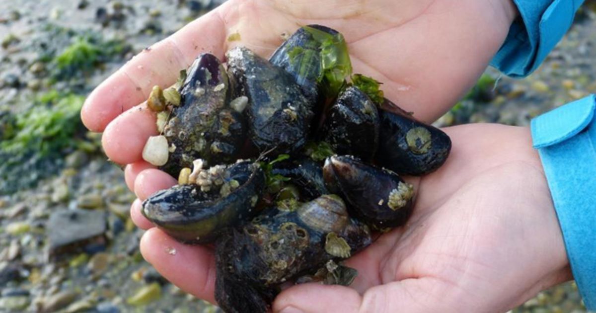 Mussel blood in outer space - Helmholtz - Association of German ...