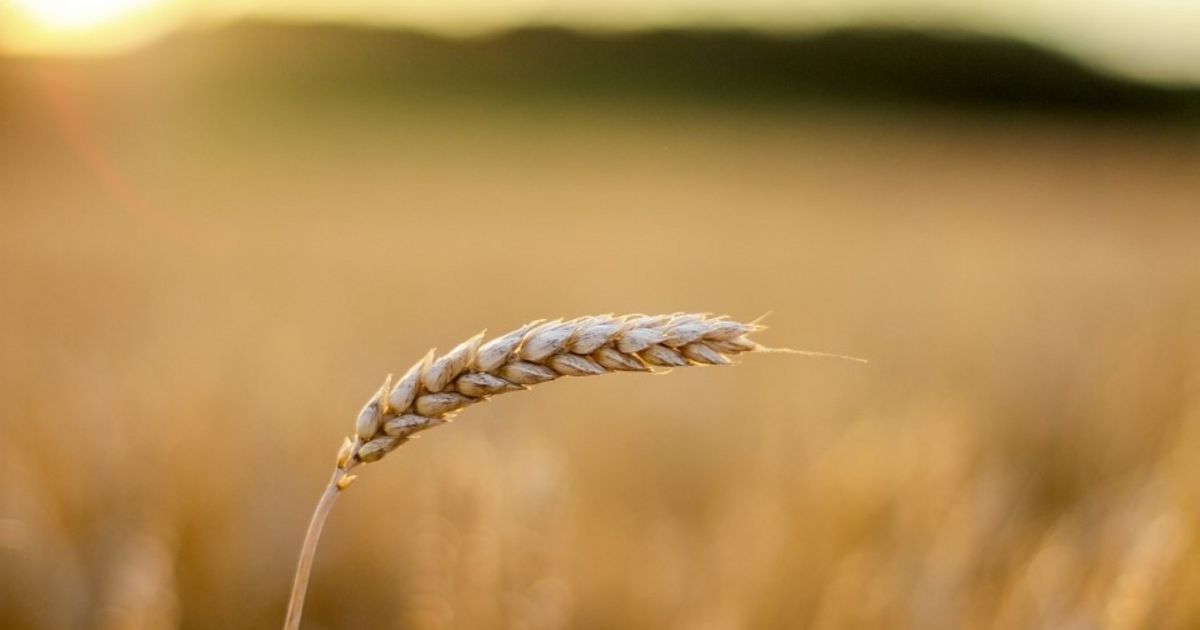 Bread for the world - Helmholtz - Association of German Research Centres