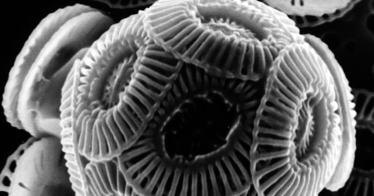 Genome Analysis: Adaptability of Haptophyte Uncovered - Helmholtz ...